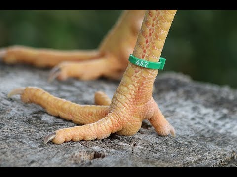 ID Tags - Identification Tags Latest Price, Manufacturers & Suppliers