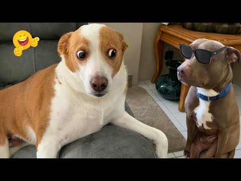 Try Not To Laugh Funny Cats and Dogs Videos 2024 ๐น๐ถ Best Funny Animals Videos ๐คฃ