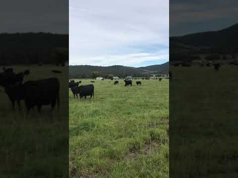 TX Bar Grassfed Cattle Company