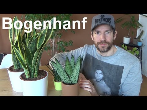 Bogenhanf pflegen gießen vermehren Standort düngen Bogenhanf Sansevieria Schwiegermutterzunge
