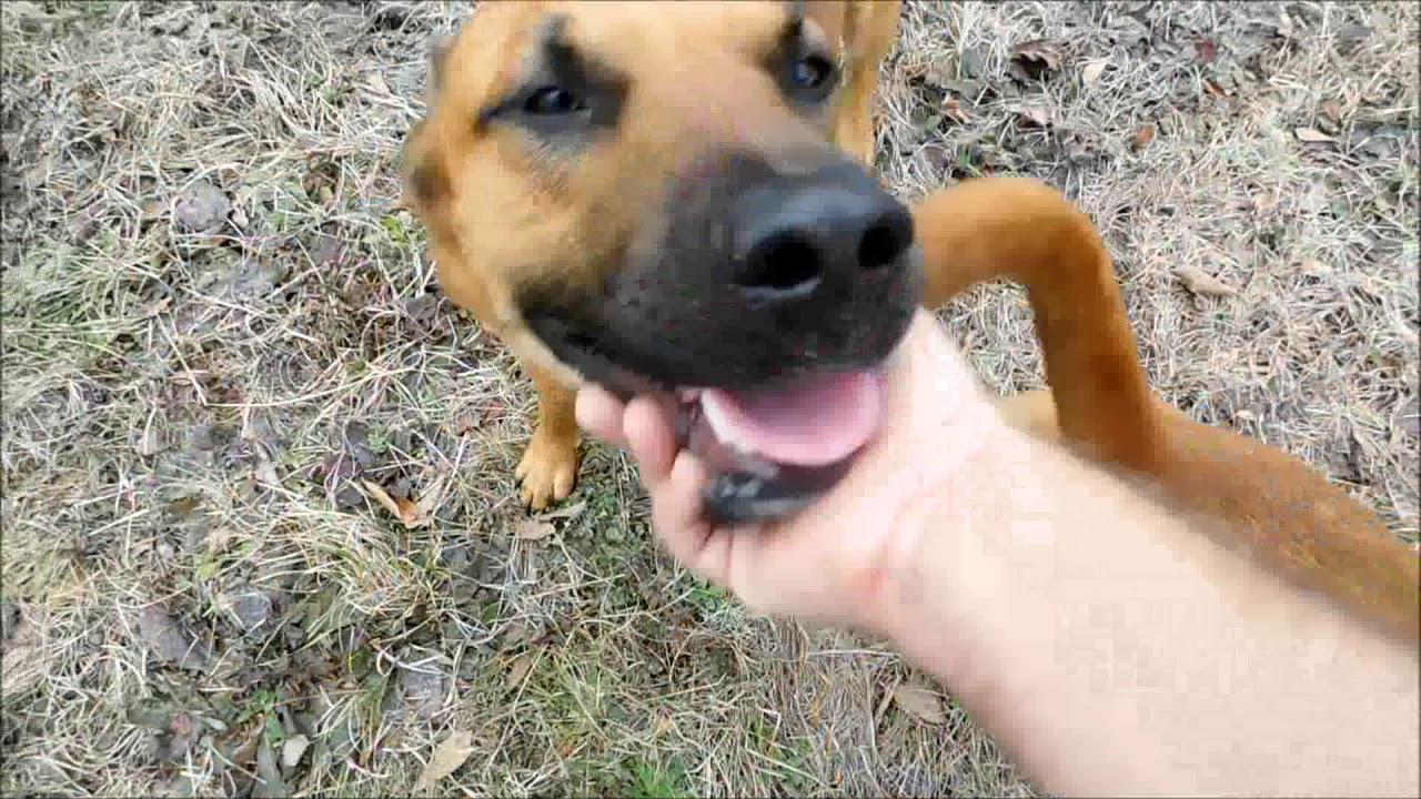 Garden Plans For 2019