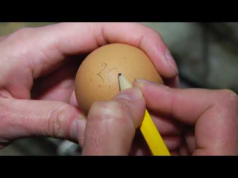 Bábolna TETRA Kft. - Magyar baromfitenyésztő és forgalmazó vállalat