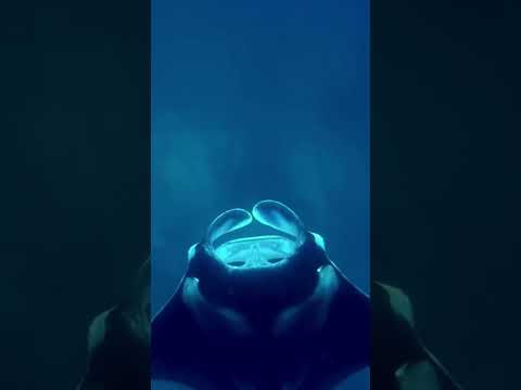 Giant Manta Ray Eating Plankton #shorts #mantaray #manta #ray