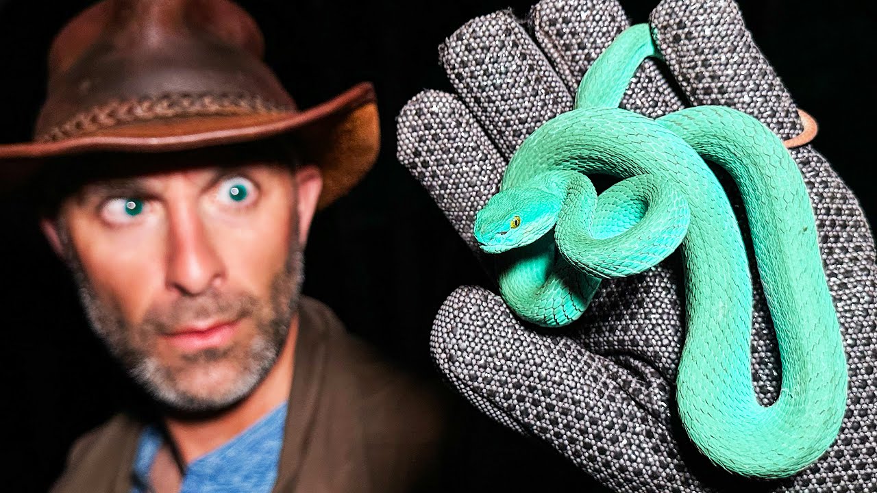 Super Rare Blue Viper Caught! (Gary De'Snake from Zootopia!?)