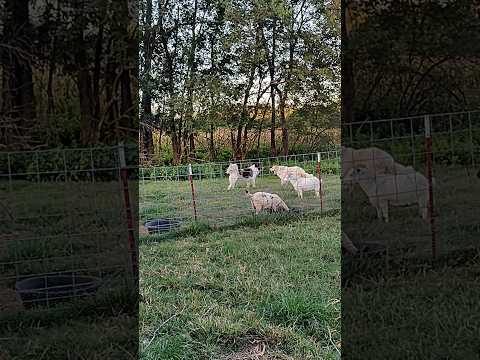Playful guardian dogs #familyfarm #goatfarm #greatpyrenees #karakachan #puppylove