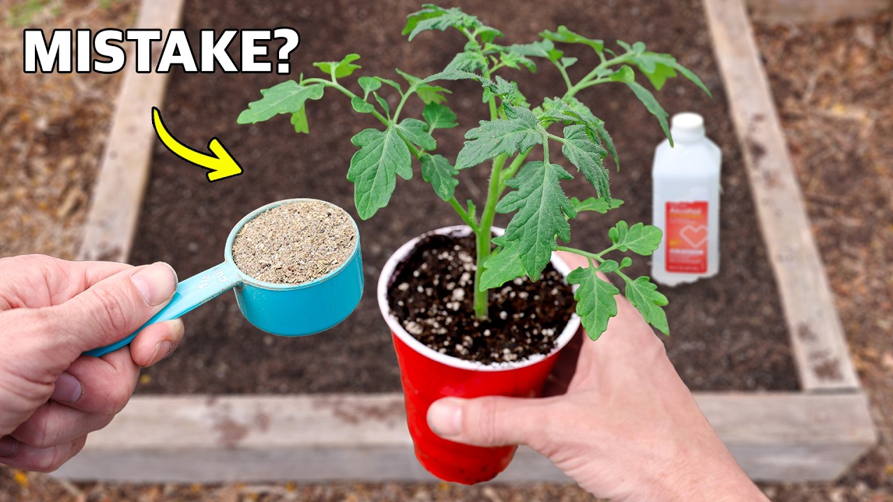 5 Mistakes That Will DESTROY Your Tomatoes…