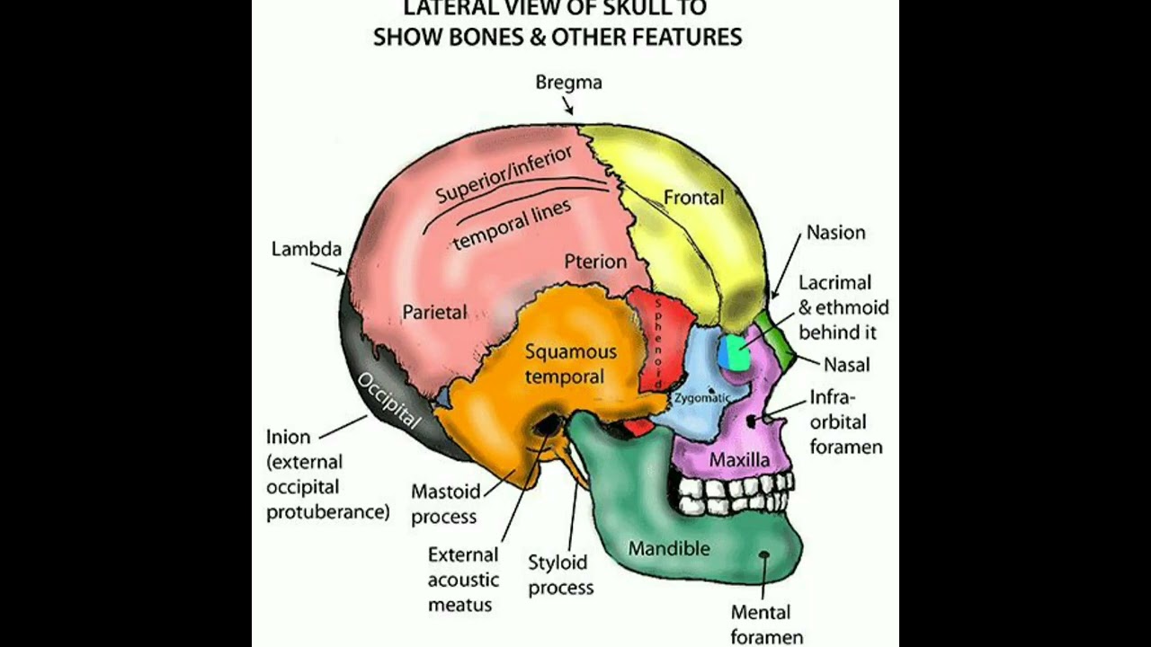 Lateral view of skull showing bones  Temporal frontal parietal occipital mandible maxilla zygomatic