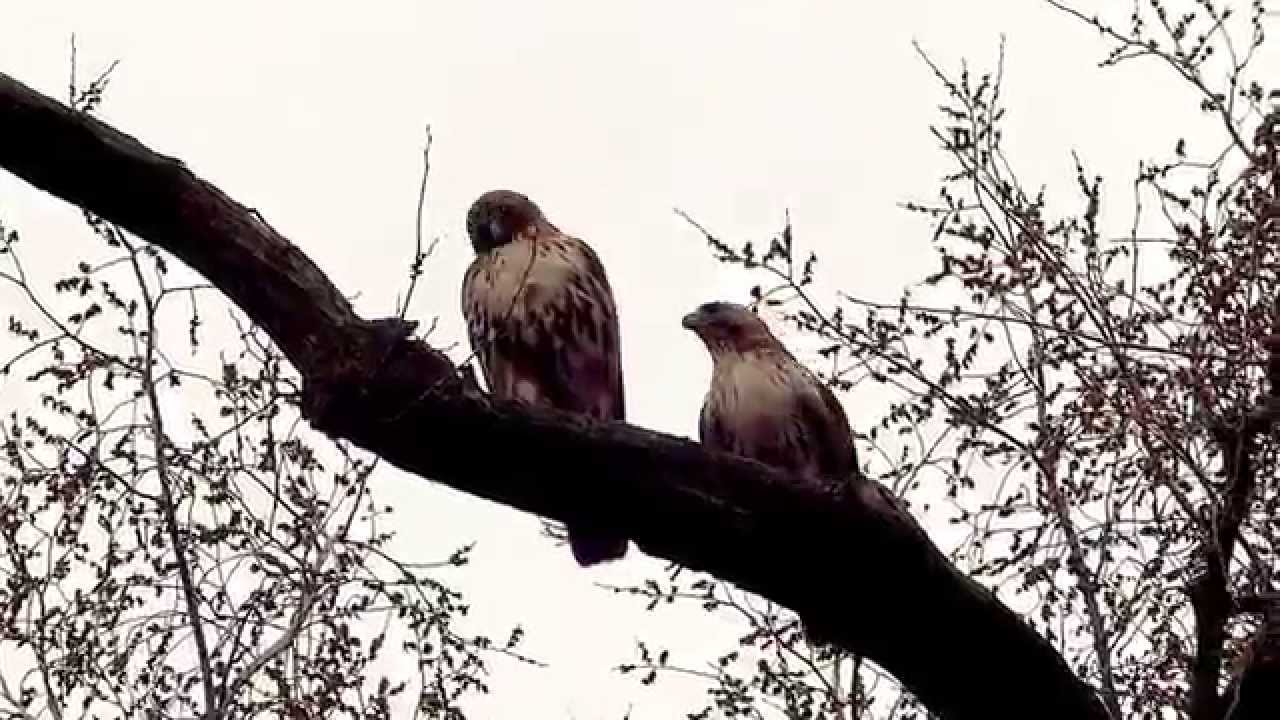 Red-tailed hawks mating in Tompkins Square, NYC