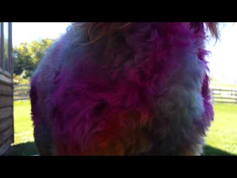 How to dye your dog with Koolaid, Manic Panic and Food Coloring PART TWO