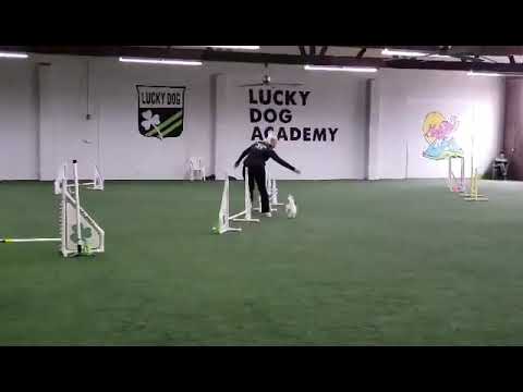 CPE Wildcard Level 1 - Dog Agility Competition - NQ Run