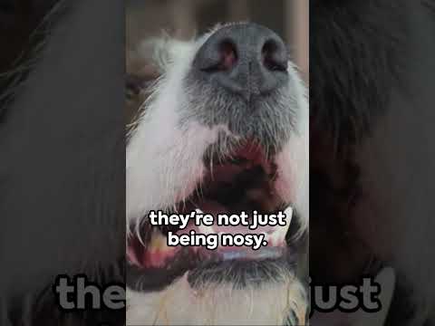 Why are Dogs' Noses Wet