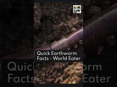 5 Quick Earthworm Facts - The World Eater - Animal a Day #shorts