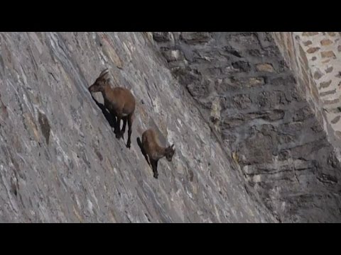 Goats climbing vertical wall”Alpine Ibex defies gravity on Italian near ...