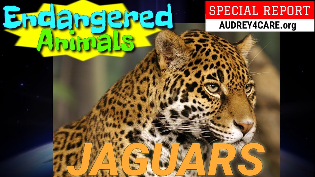 JAGUARS | Special Report - Endangered Animals | Best Science for Kids