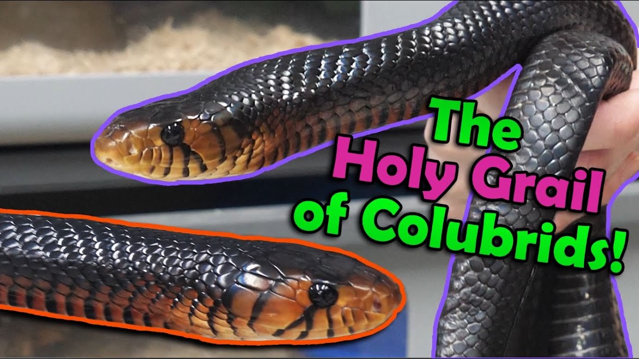 We got Rare Eastern Indigos Snakes!