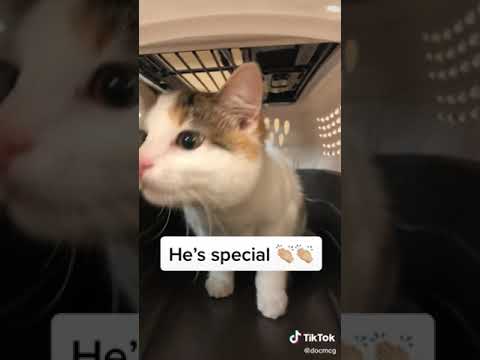 Male calico cat