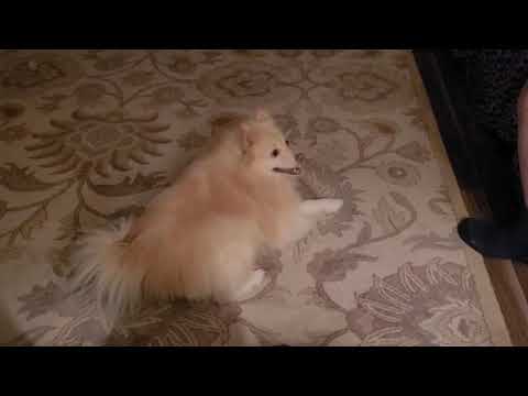 My throwback pomeranian, Buddy