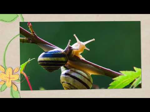 SNAILS, Trails, Feelers & Feet