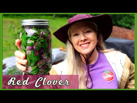 MEDICINAL RED CLOVER | How to Prepare Tea and Tincture!