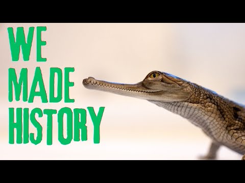 Zoo Makes History with Gharial Hatchlings!