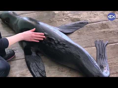 Virtual Visit: Frequently Asked Questions w/ Marine Mammals!