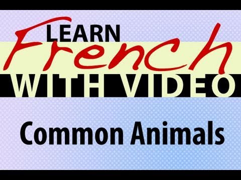 Learn French with Videos - Common Animals