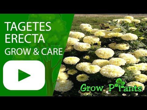 Tagetes erecta - grow, care & harvest