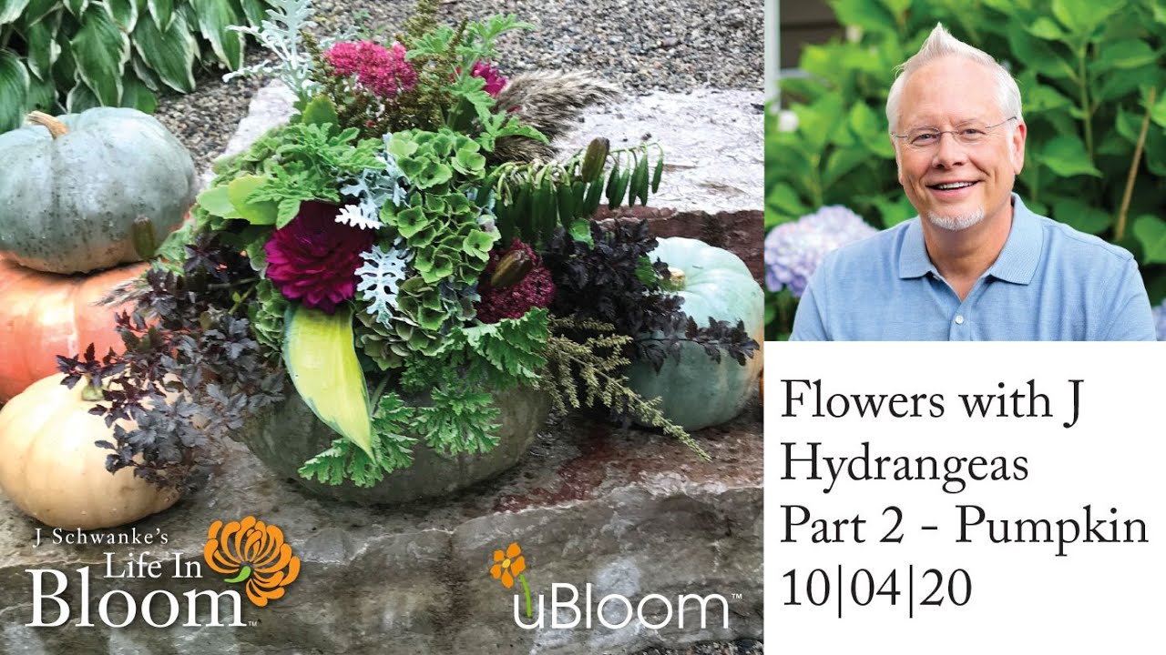 Sun Valley Hydrangea- Part 2 Pumpkin Arrangement