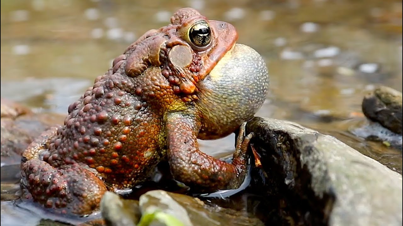 American Toads Are Wild Fun!