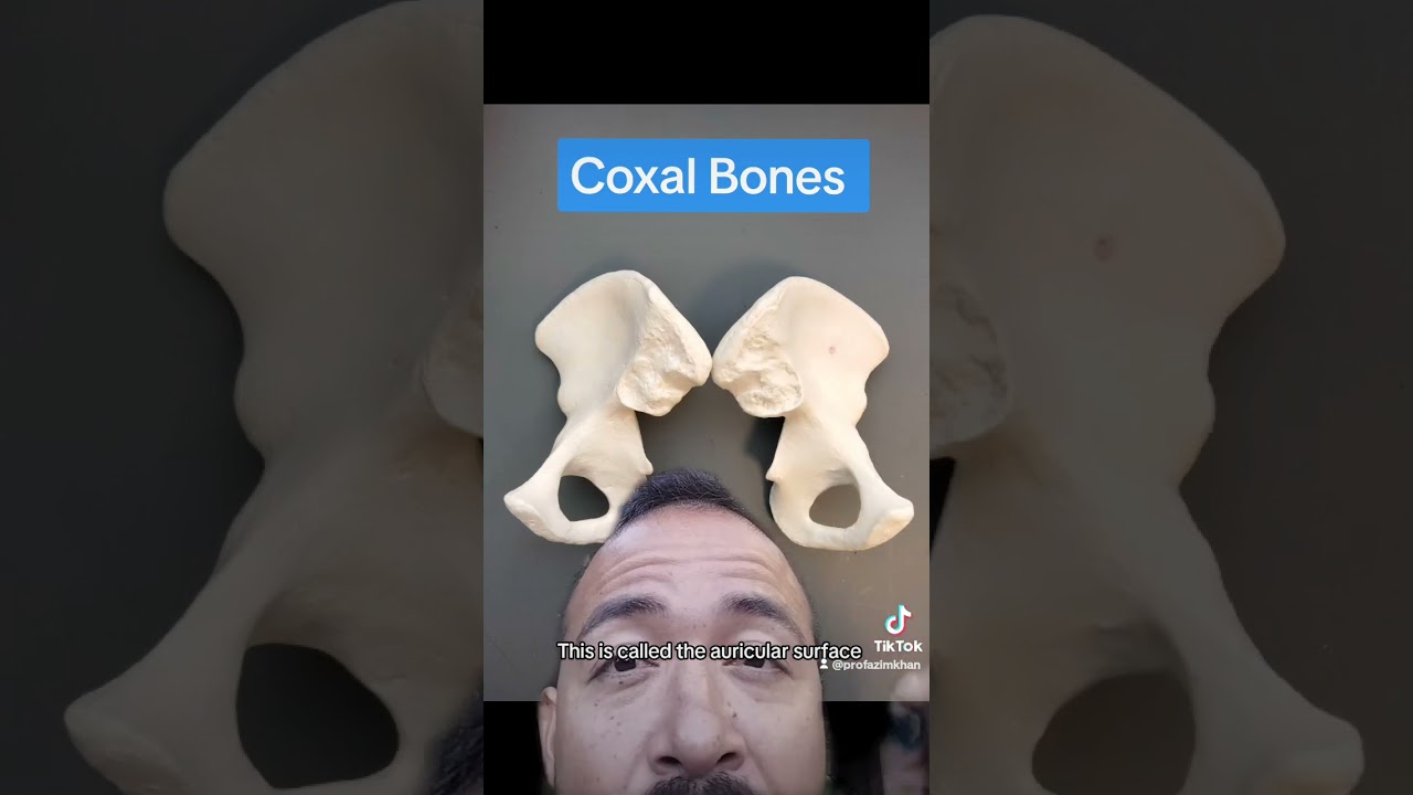 Coxal (hip) bones