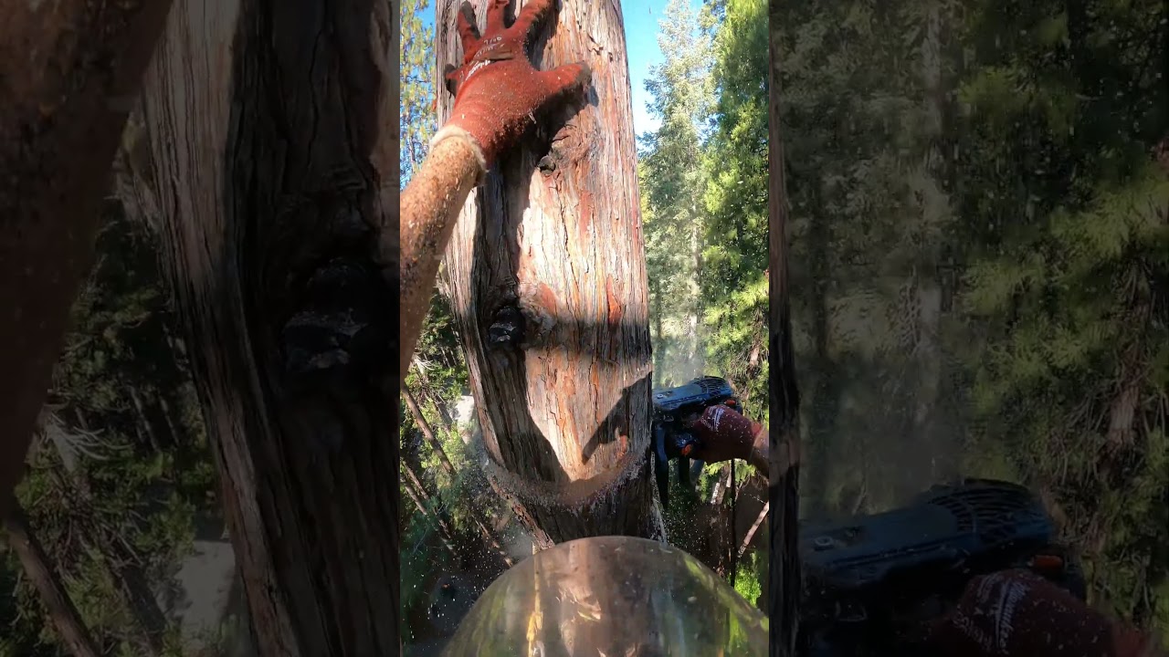 Cedar Removal due to insurance compliance. Arnold California. #treework