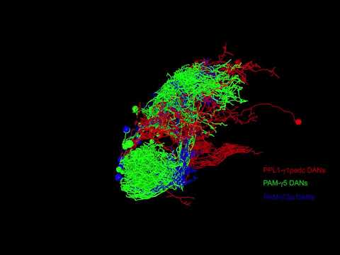 DAN Types Write Memories of Different Valence