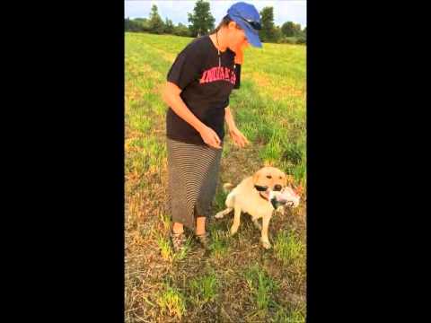 Started Gun Dog For Sale