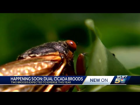 Map shows where trillions of cicadas expected to emerge this spring