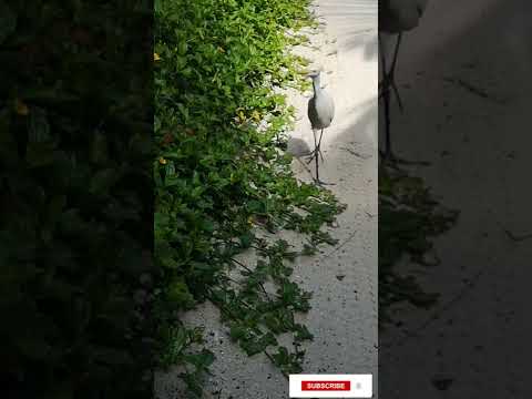Great heron bird #shorts