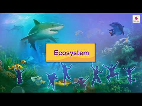 Ecosystem | Science For Kids | Periwinkle