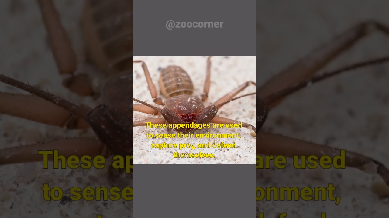Tailless Whip Scorpion | The Most Creepy Creature