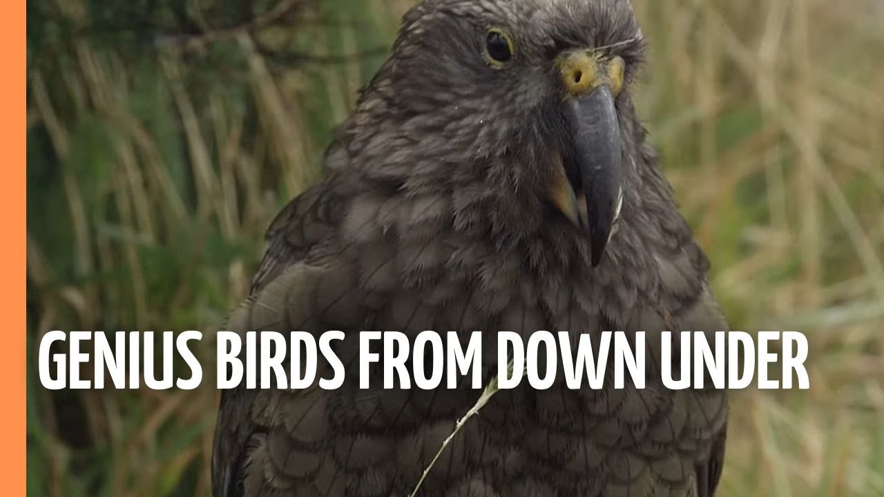Beak & Brain - Genius Birds from Down Under | Full Documentary