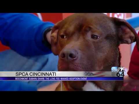 Car dealership, SPCA team up to help pets find their forever home for the holidays