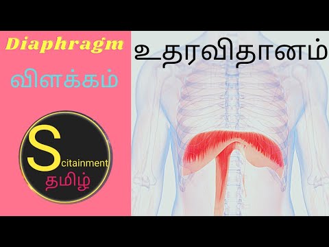 diaphragm | #diaphragm #lungs #breathing #anatomy #science #medical #tamil #muscle #speaking
