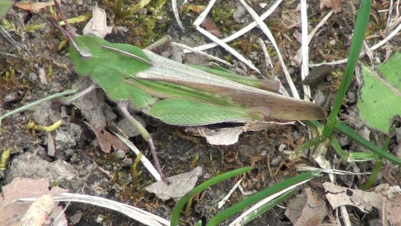 Northern Green-striped Grasshopper (Acrididae: Chartophaga viridifasciata) Female