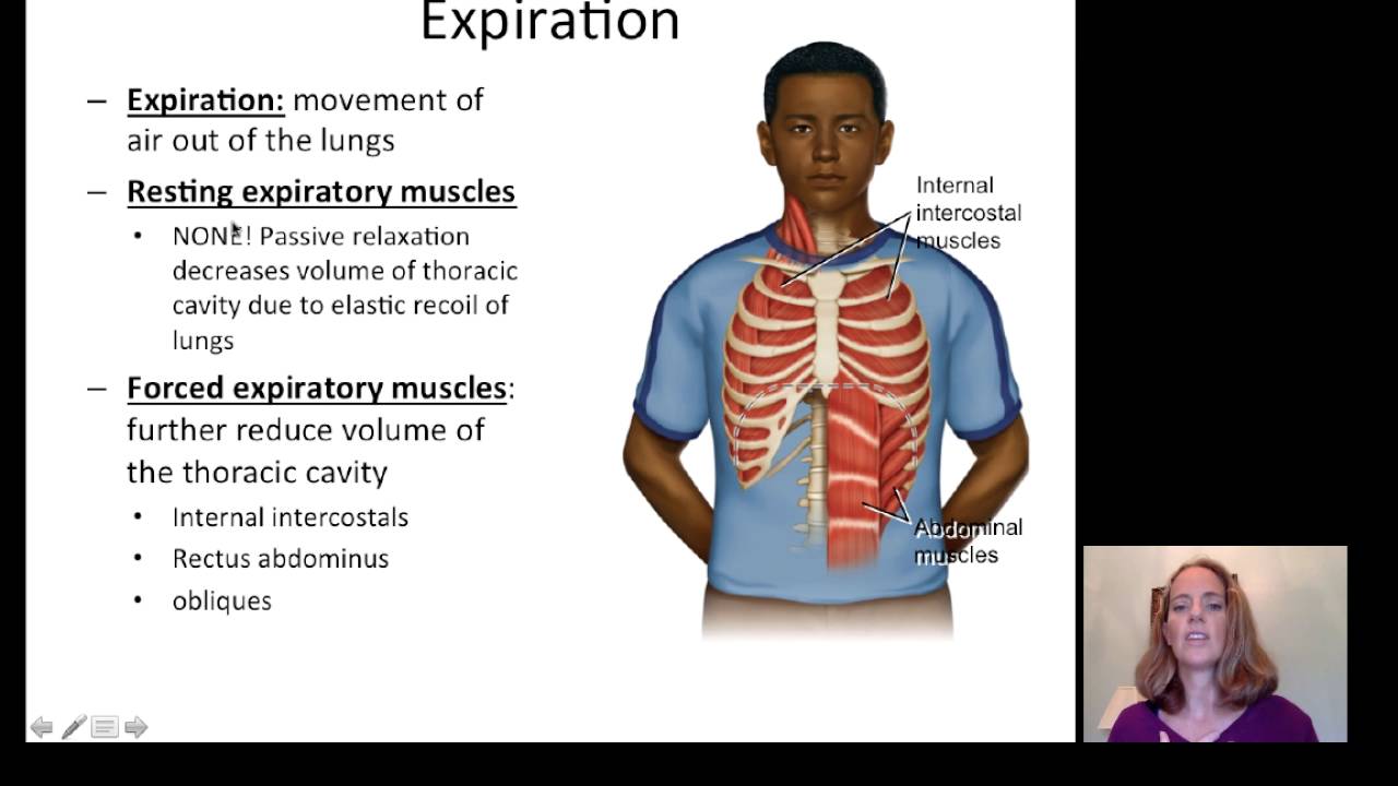 Lecture 20 Respiratory System