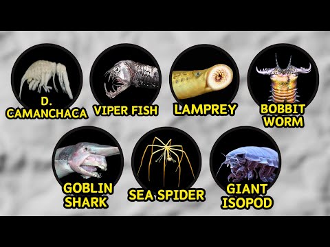 Sea's Scariest Creatures