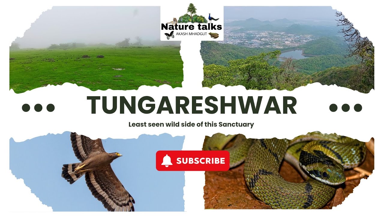 Exploring Tungareshwar Wildlife Sanctuary: A Biodiversity Hotspot Near Mumbai