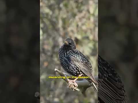Interesting facts about starlings.#shorts