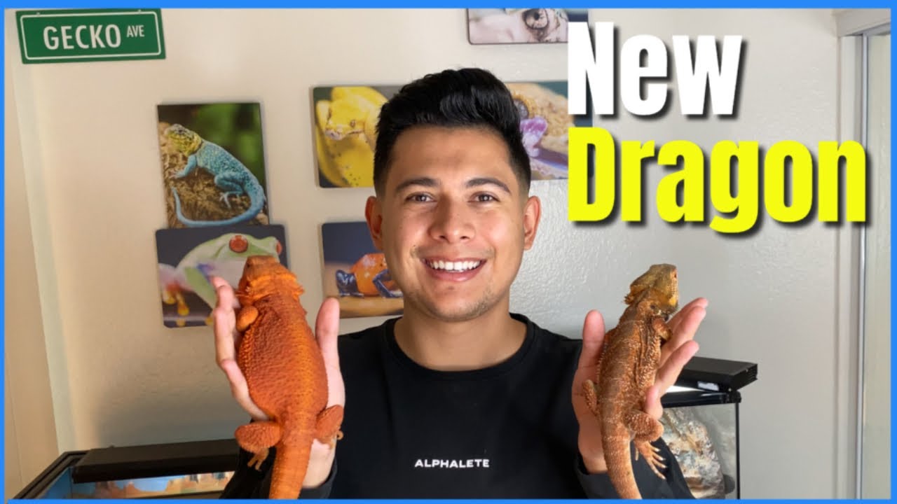 NEW RED BEARDED DRAGON!