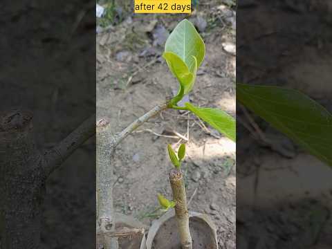 How to grow Banyan #shorts #short #youtubeshorts #gardening
