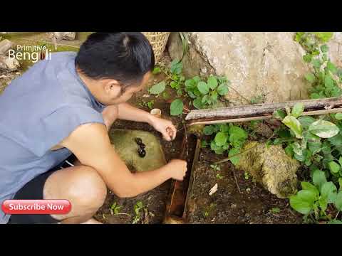 Primitive Bengali Finding food and Cooking the primotives way ( Primitive_Bengali)
