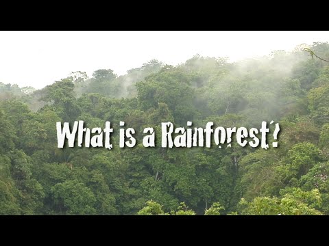 Rainforest Biome