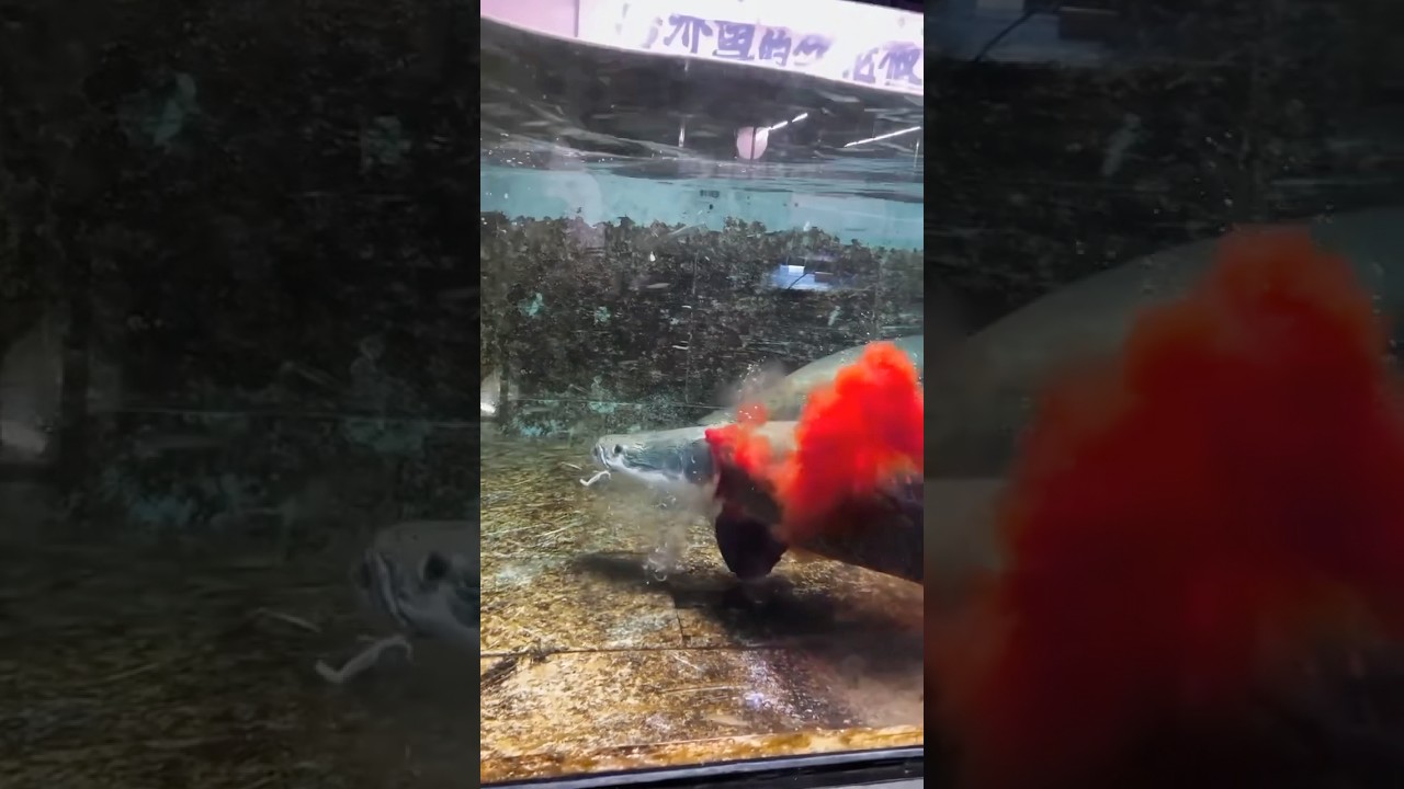 ⚠️ Arapaima Monsters Eat Fish💔⚠️  10 Million Views | Arapaima Monster